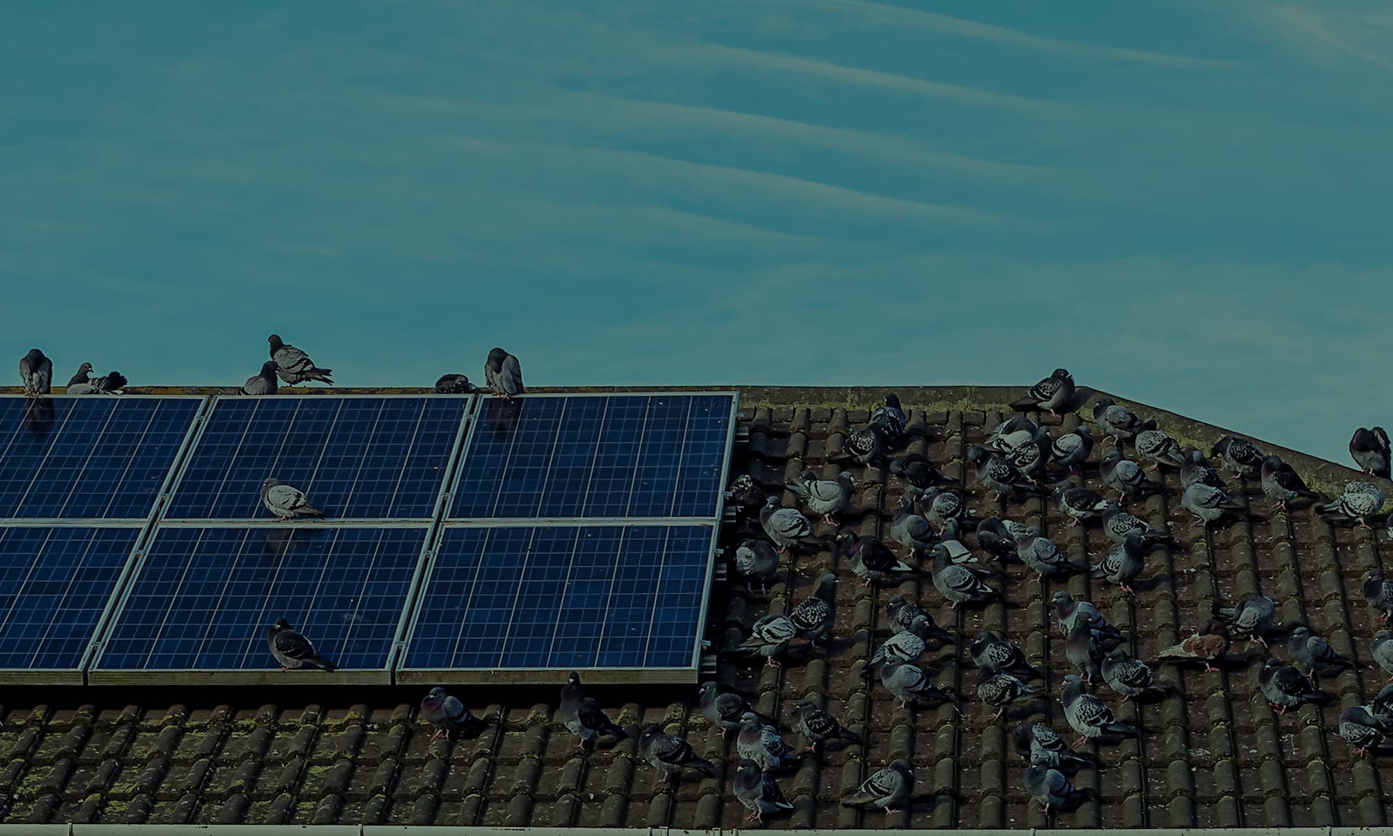 Solar Panel Pigeon Proofing covering Staffordshire & Cheshire